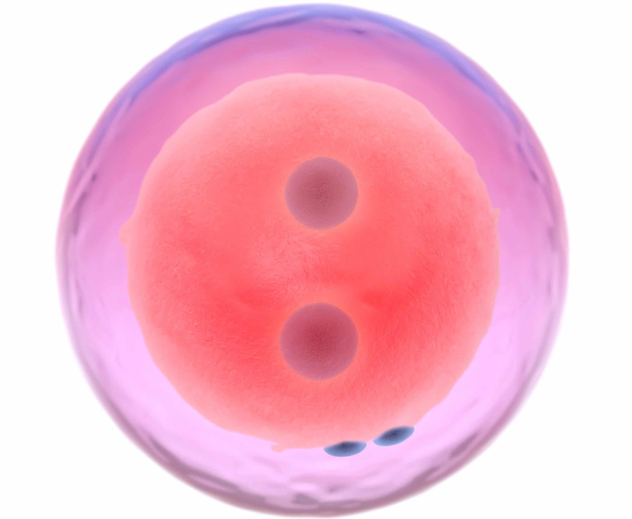 Human Conception: When Does Life Begin?